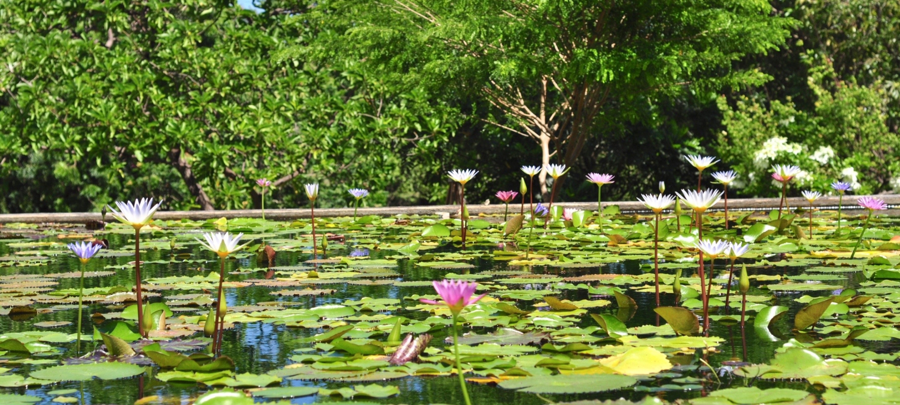 St. Lucy Independence Committee Garden Ramble and Plant Sale